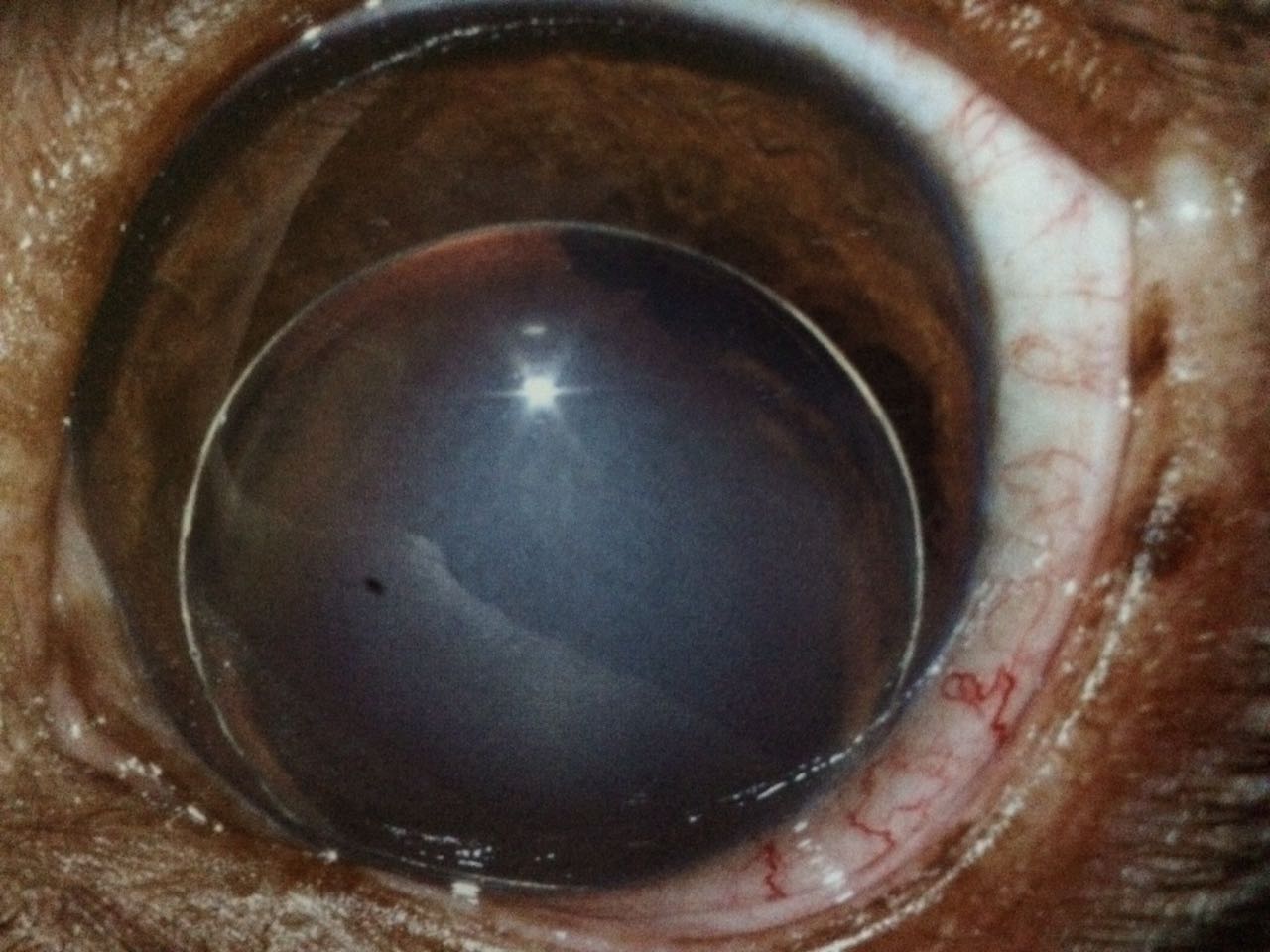 CRYSTALLINE DISLOCATION – Dres Licon Veterinary Ophthalmology Center